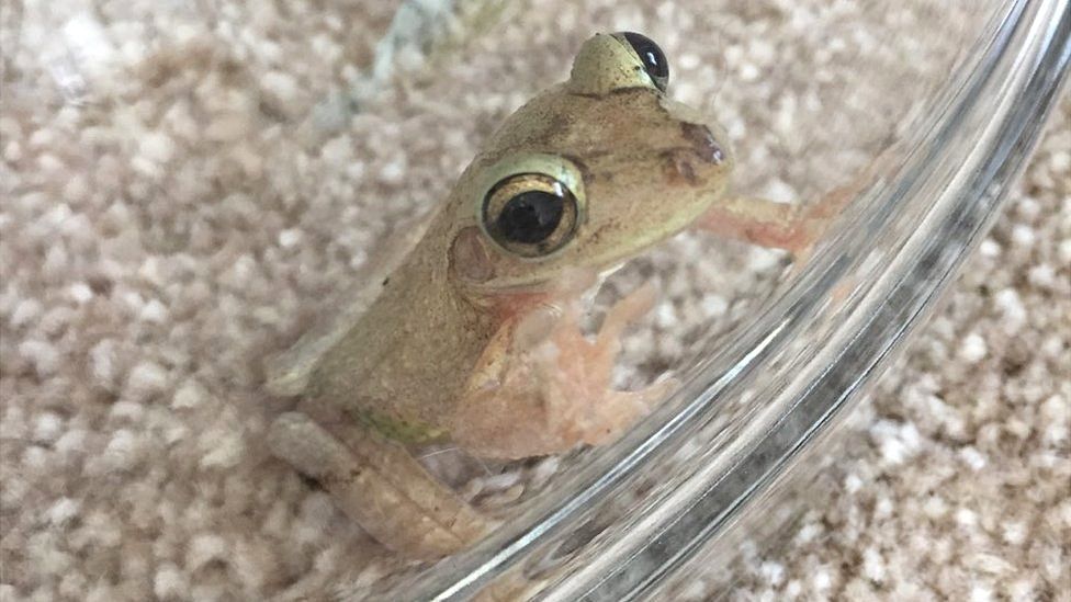 American tree frog makes epic journey across 'the pond' - BBC News