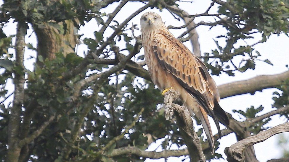 Red Kites in Derbyshire: 'Cracking bird' is first for 150 years - BBC News
