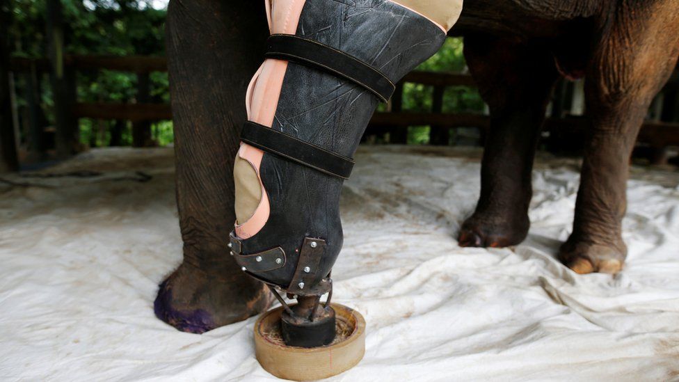 Mosha the Thai elephant maimed by mine gets prosthetic leg - BBC News
