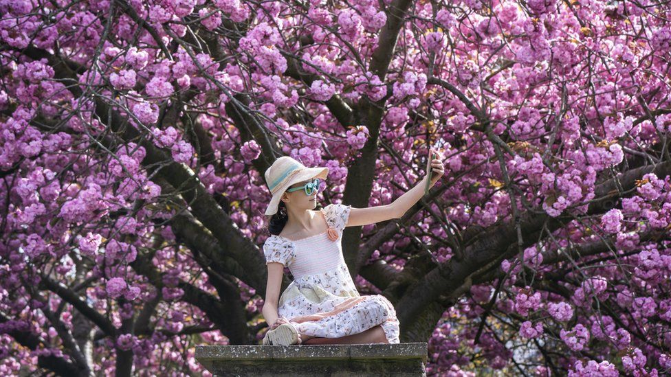 Blossom: Spring has sprung with cherry trees in full bloom - BBC Newsround