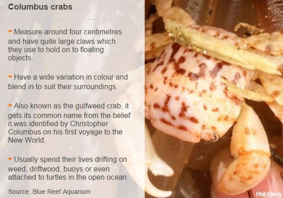 Rare Columbus crabs from Bermuda wash up in Cornwall - BBC News