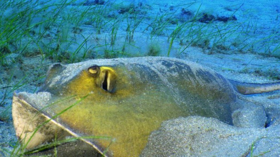 Y deifiwr o Ben Llŷn sy'n chwilio am siarcod Cymru - BBC Cymru Fyw