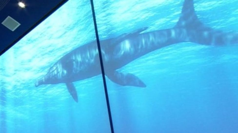 New species of ichthyosaur found on Dorset's Jurassic Coast - BBC News