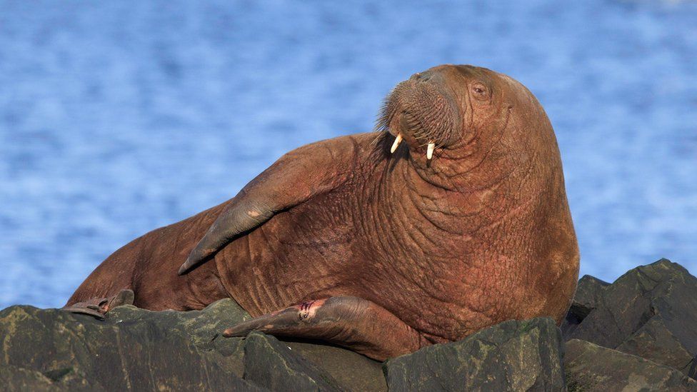 Seahouses walrus lured to Northumberland by food, say experts - BBC News