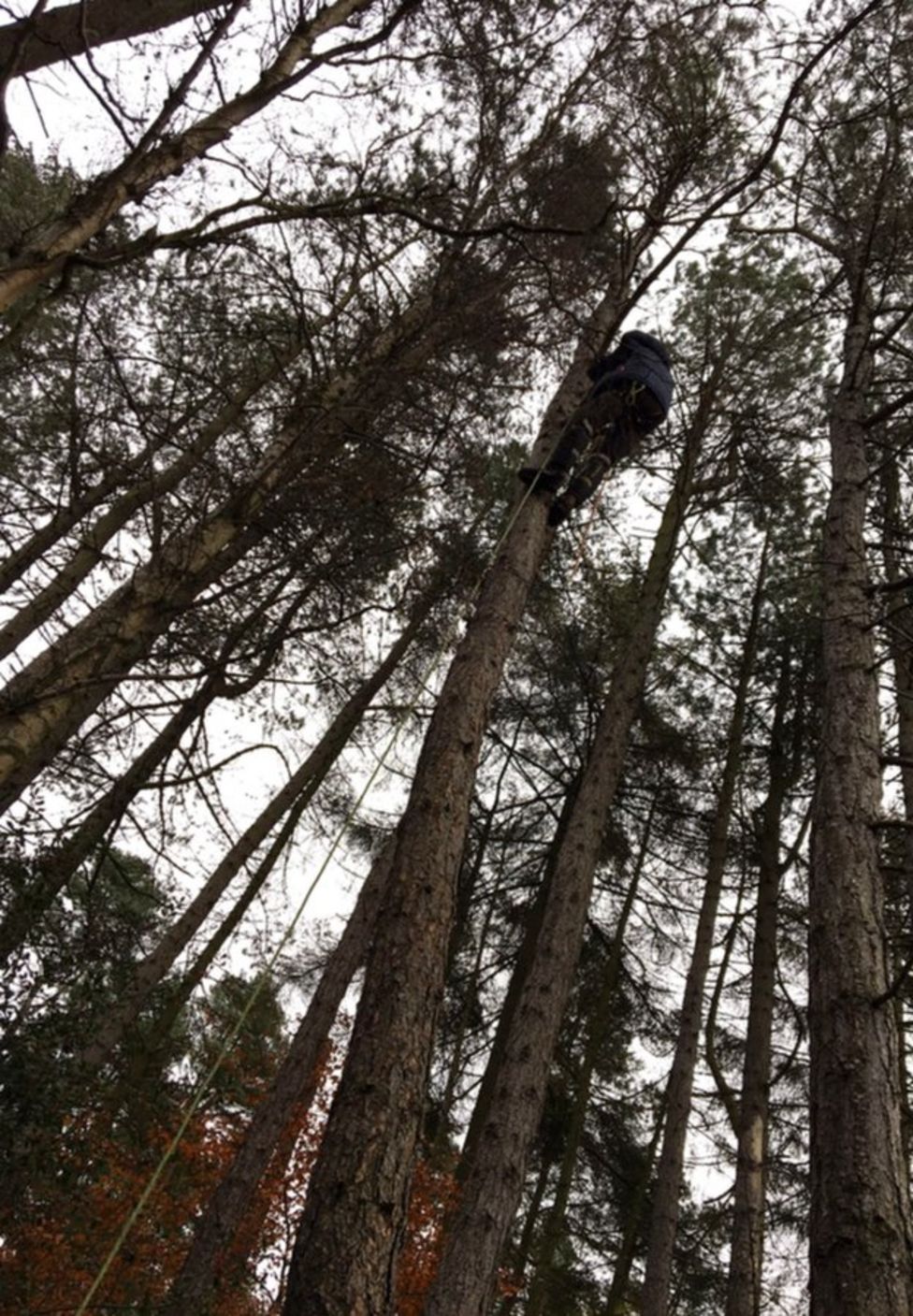 Cat rescued after four nights in Fife tree in freezing temperatures ...