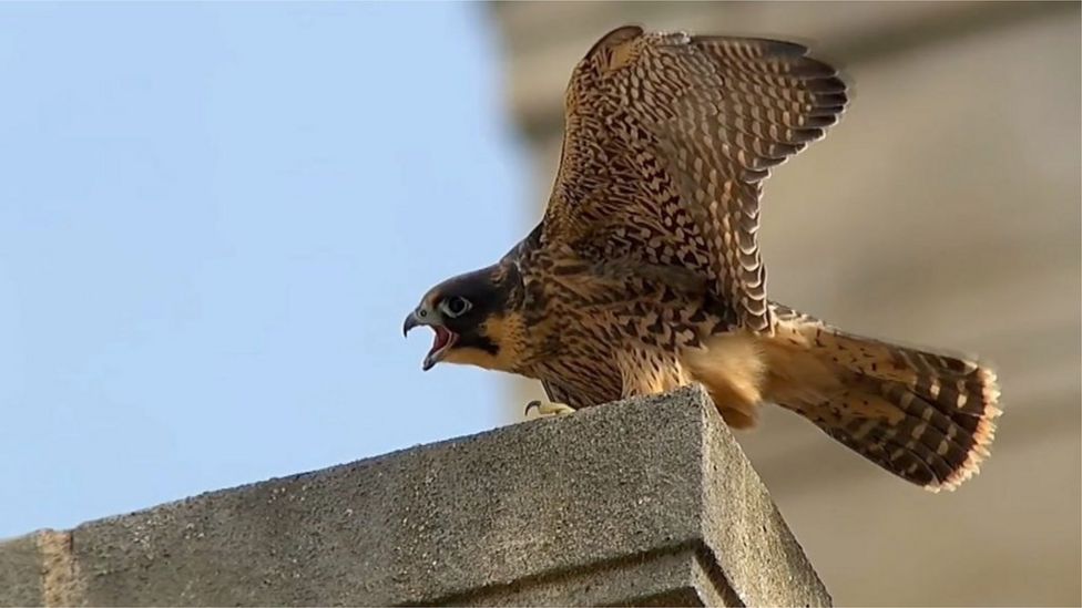 Peregrine falcon takes flight after Doncaster shotgun attack - BBC News