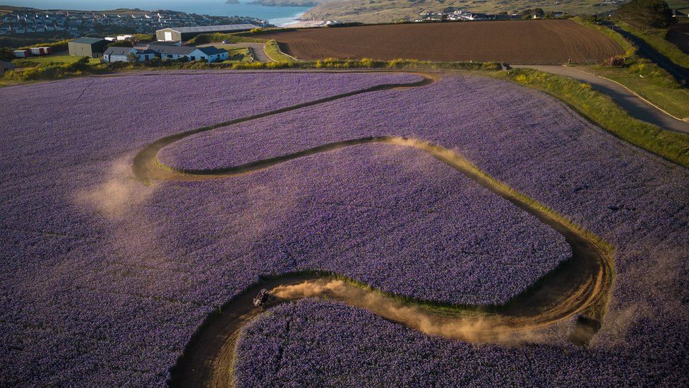 Purple field in Cornwall becomes temporary race track - BBC News