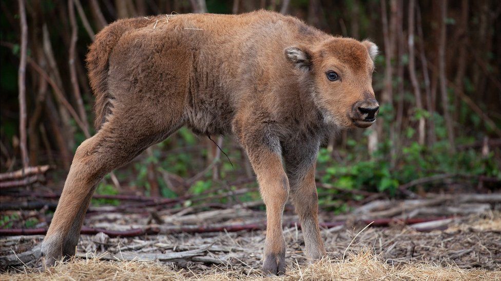 UK wildlife: Surprise! The UK has a new baby bison - BBC Newsround