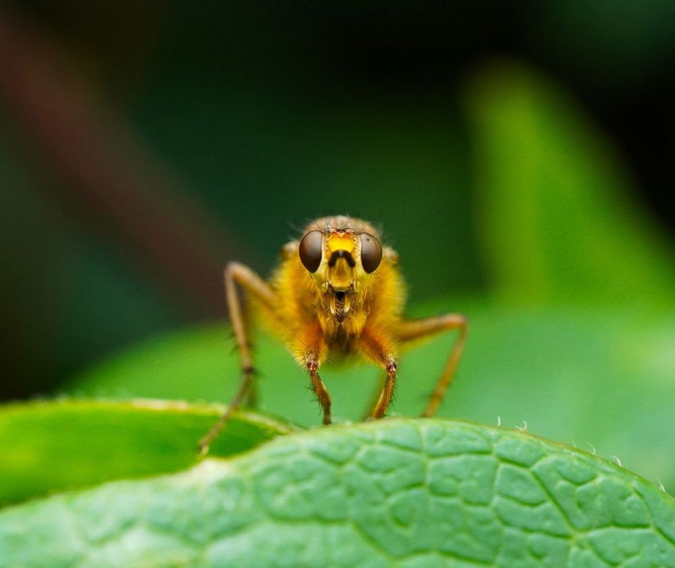 Your pictures on the theme of 'tiny creatures' - BBC News