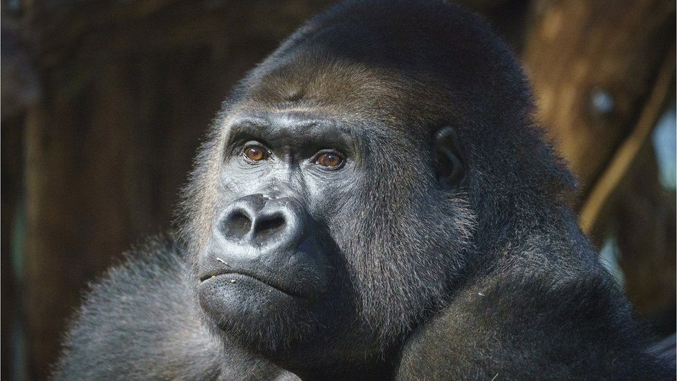 Kiburi the gorilla gets a new home at London Zoo - BBC Newsround