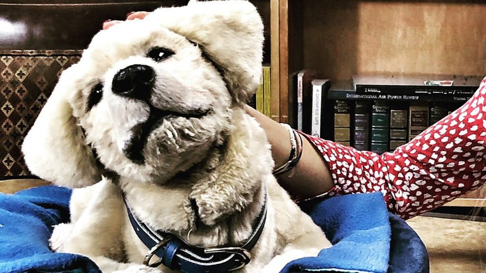 Robotic pets offer help to people with dementia in East Sussex - BBC News