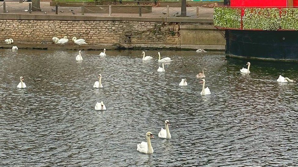 Nash Mills: Nine baby swans saved after being washed away - BBC News