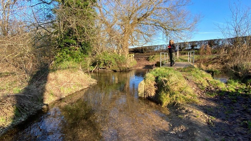 Kennet and Pang eels survey highlights river barriers - BBC News