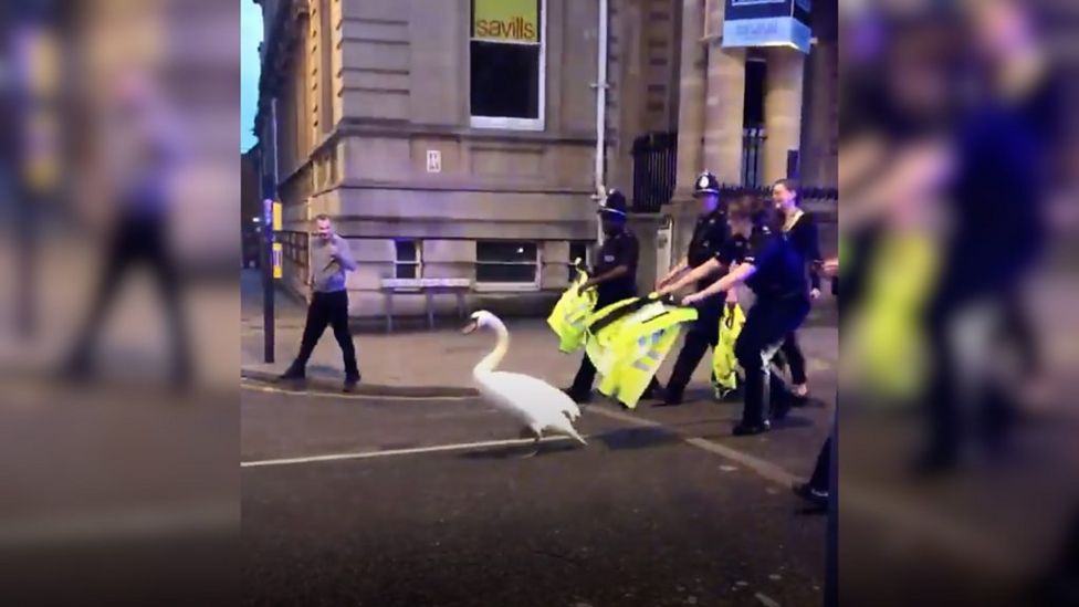 Plymouth police give collision fear swan lift to vets - BBC News