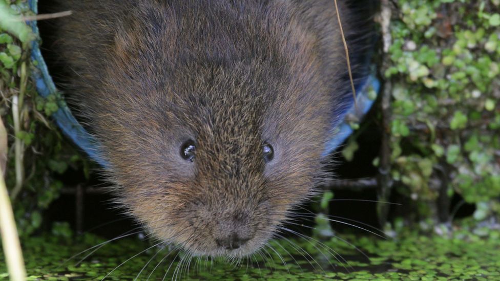 Charity gets £491k to save Nottinghamshire water voles from the brink ...