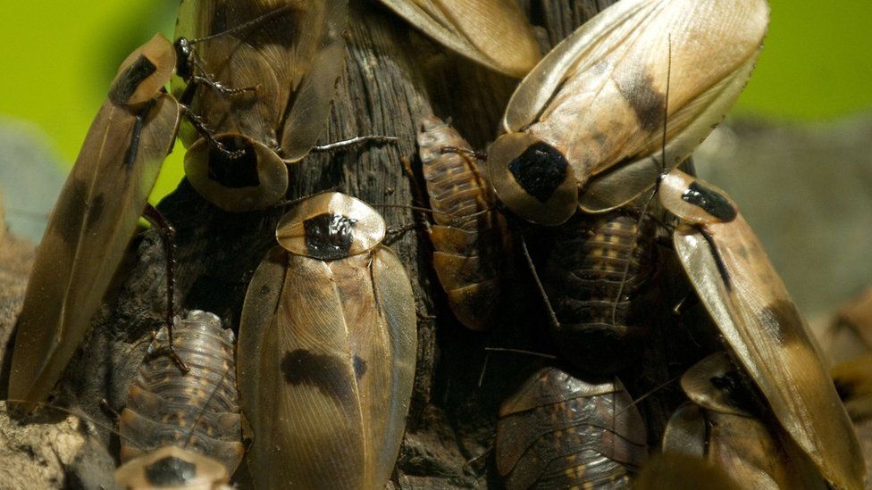 What is a tardigrade and can it survive almost anything? - BBC Newsround