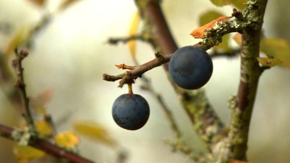 A bumper sloe season is a good sign for the countryside - BBC News