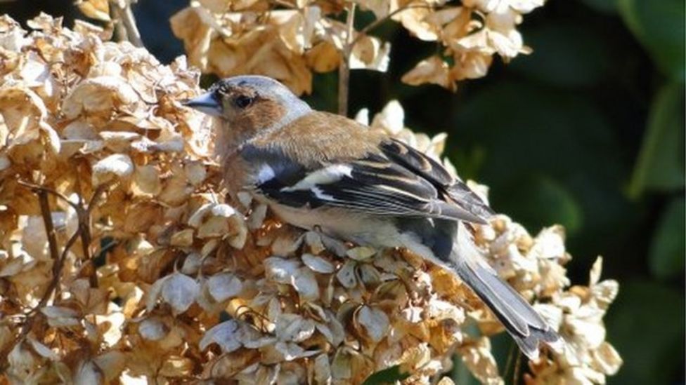 Pa un yw'r Ji-binc? - BBC Cymru Fyw