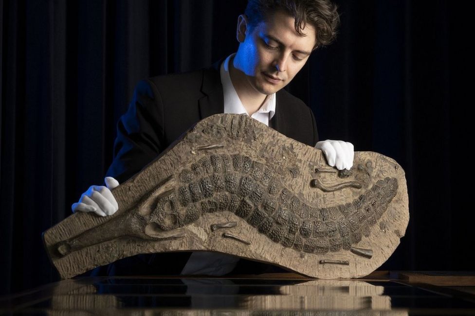 Forty million-year-old crocodile fossil goes under the hammer - BBC News