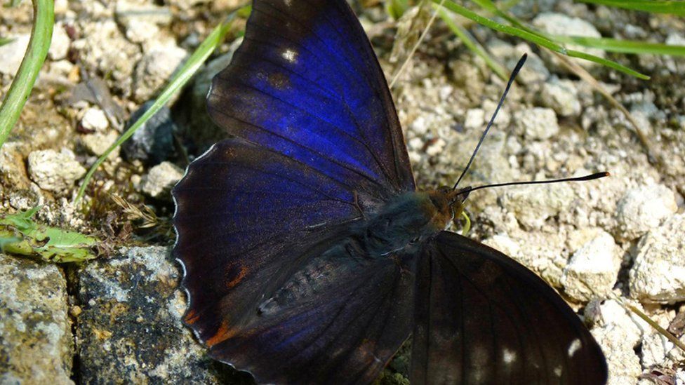 'Iconic' purple emperor butterfly seen in Derbyshire for first time ...