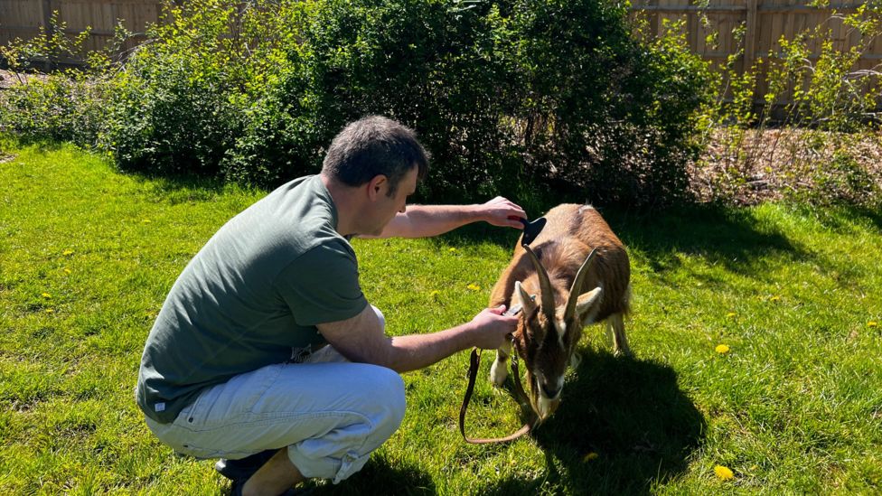 Milton Keynes man who takes goat for walks "amazed" by new fame - BBC News