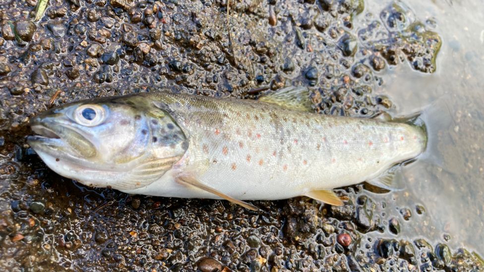 Ballymoney: Fish kill confirmed in County Antrim river - BBC News