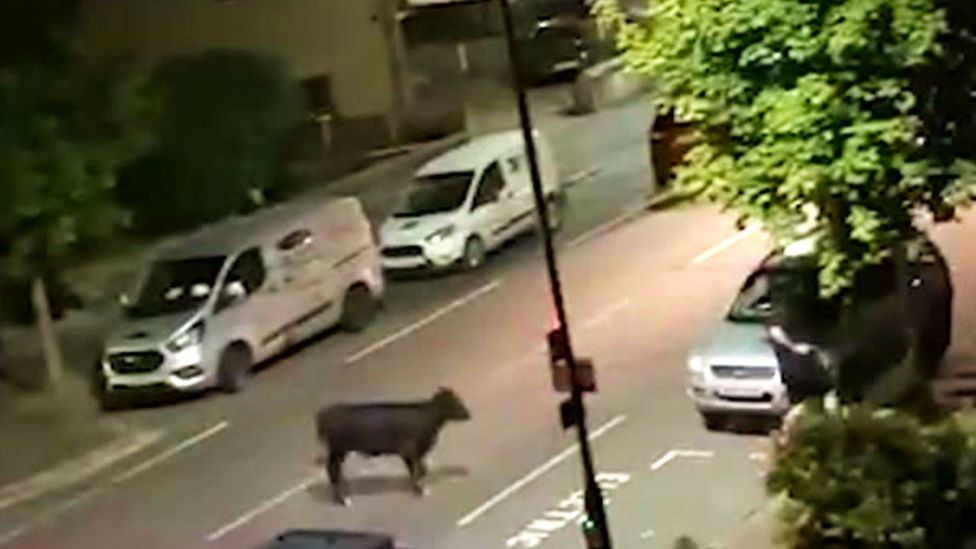 Staines: Surrey Police to investigate cow being hit - BBC News
