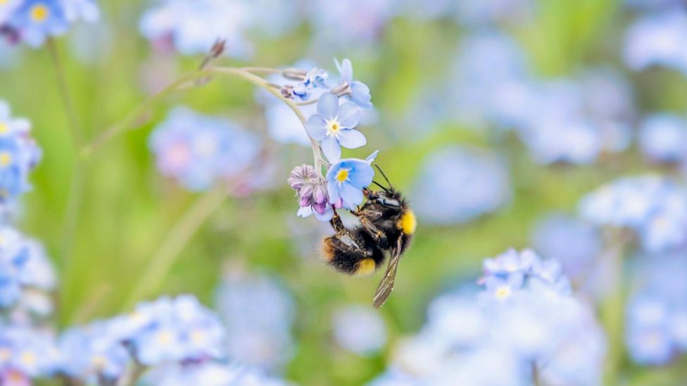 Londoners asked to count city's pollinating insects for survey - BBC News
