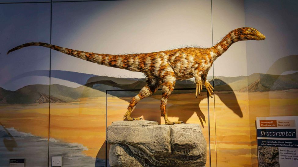 Cardiff: The seven wonders of Wales' national museum - BBC News