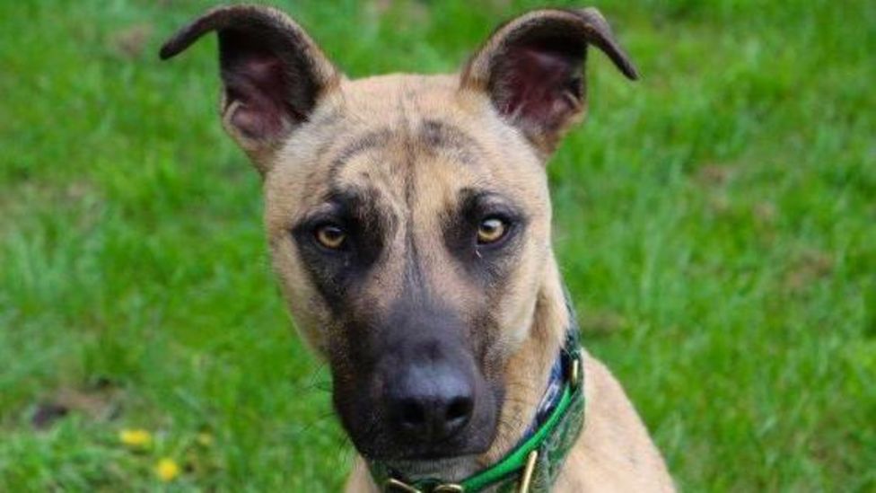 Immingham: Dog with no eyes in race against time to find new home - BBC ...