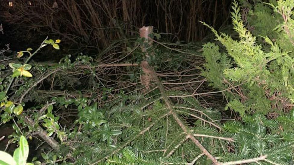 Thief cuts down and takes tree from woman's garden in Wadebridge - BBC News
