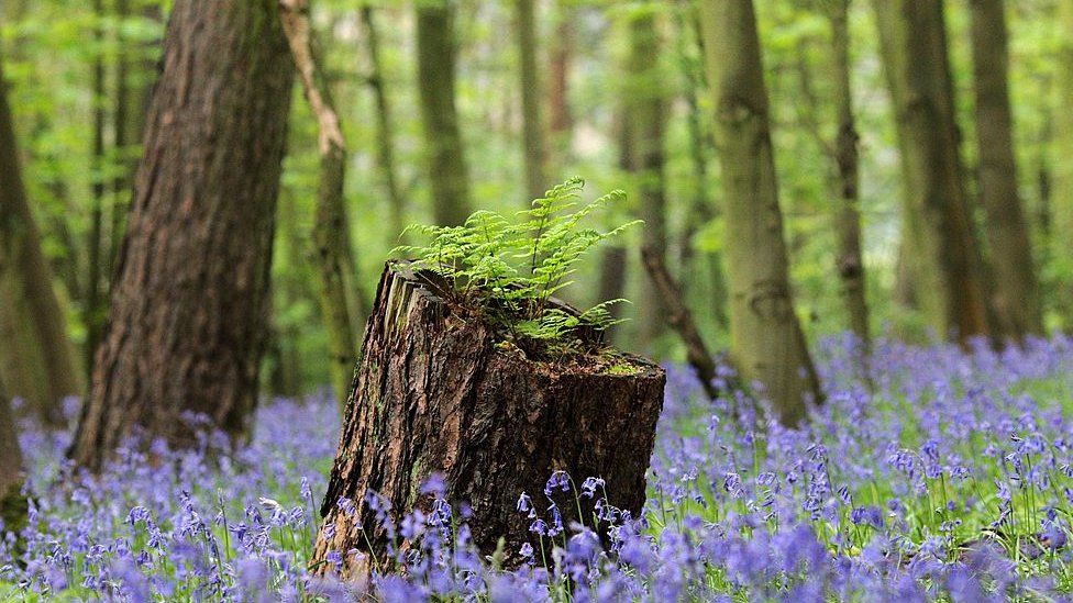 Frozen 'time travel' seeds could save millions of UK trees - BBC Newsround