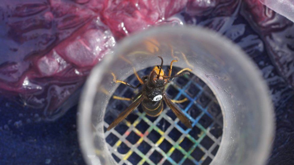 Scientists track Asian hornets using radar and radio waves - BBC News