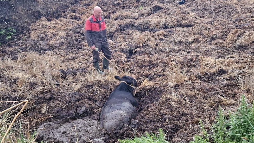 Dorset cow hoisted to safety after getting stuck in mud - BBC News