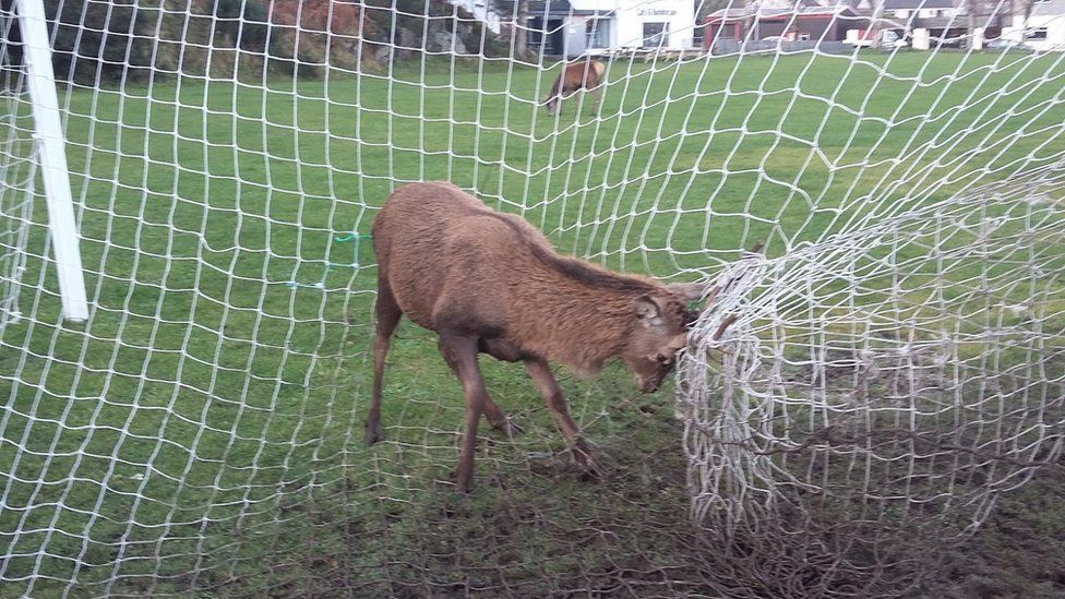 Deer rescued from tangle with goal net in Lochinver - BBC News