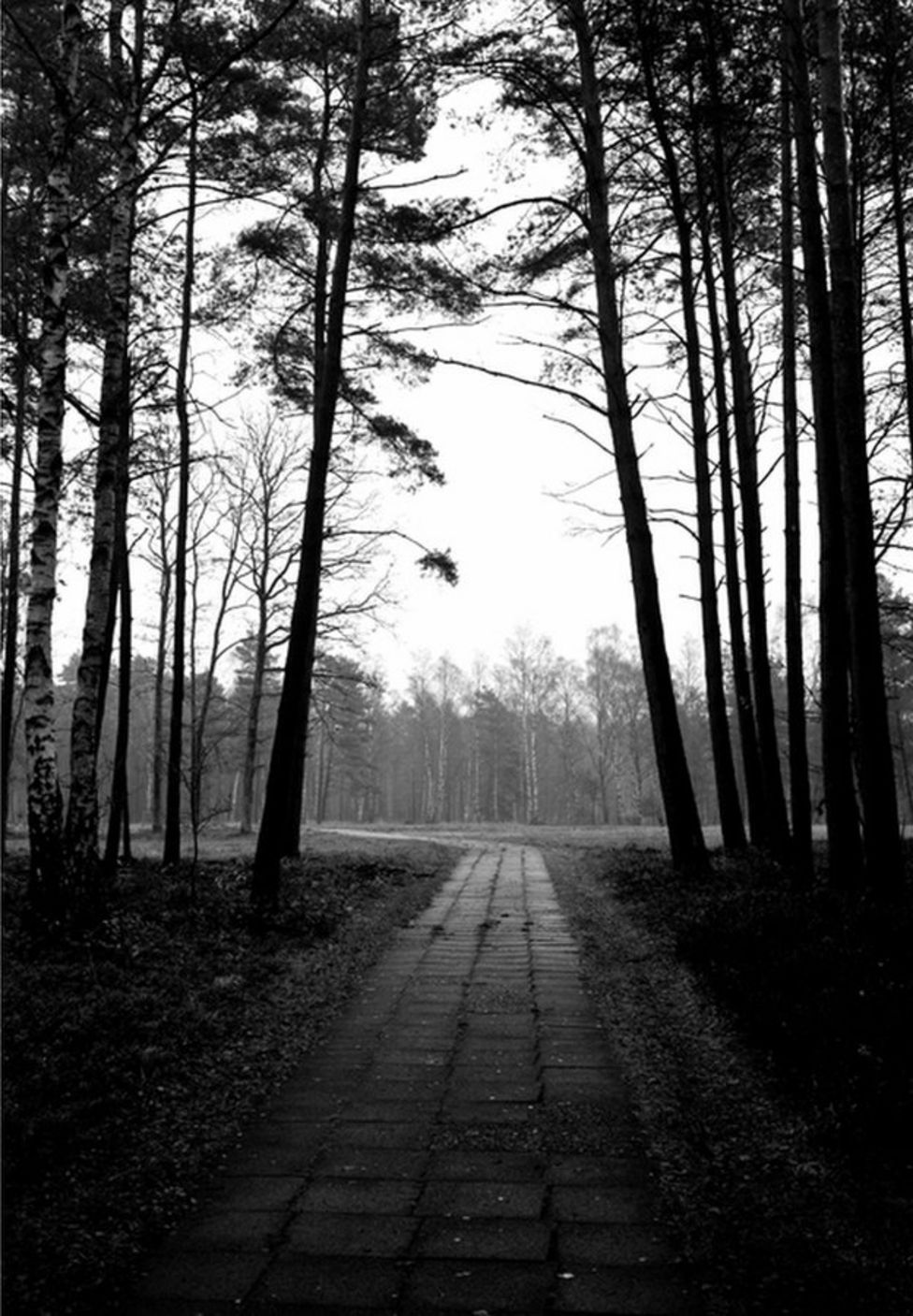 The Silent Forest - BBC News