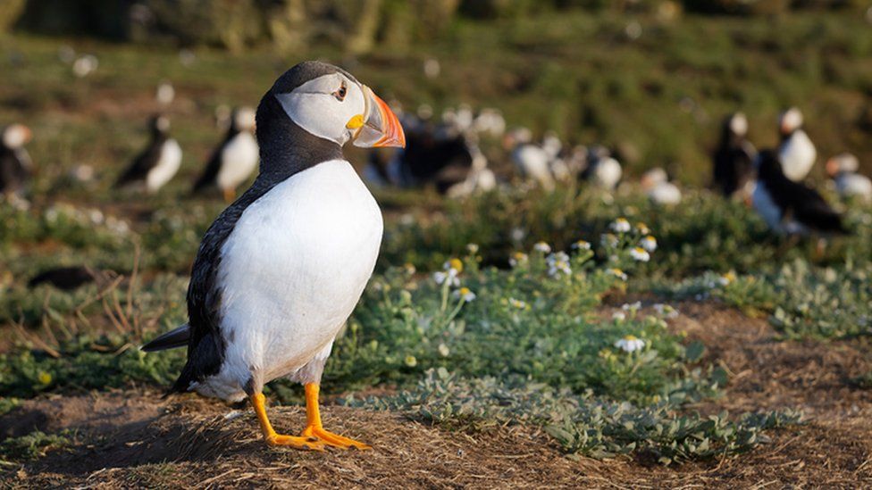 Plastic pollution: Birds found eating glitter on Skomer Island - BBC ...