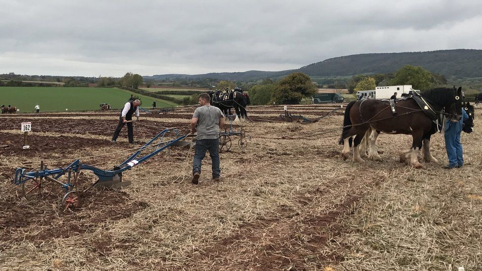 Ploughing championships return to Somerset - BBC News