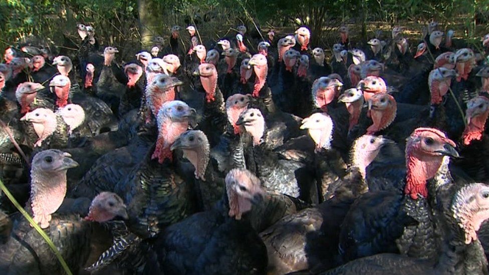 Brexit: East Anglian turkey farmers warn of Christmas shortage - BBC News