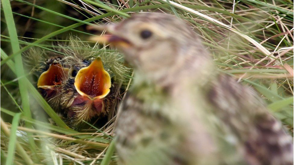 Wanstead Flats walkers urged to respect ground-nesting birds - BBC News