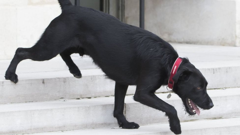 Macron's dog Nemo in video plea to be kind to pets - BBC News