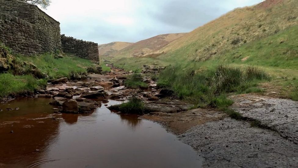 Community to tackle Marsden Moor rhododendron invaders - BBC News