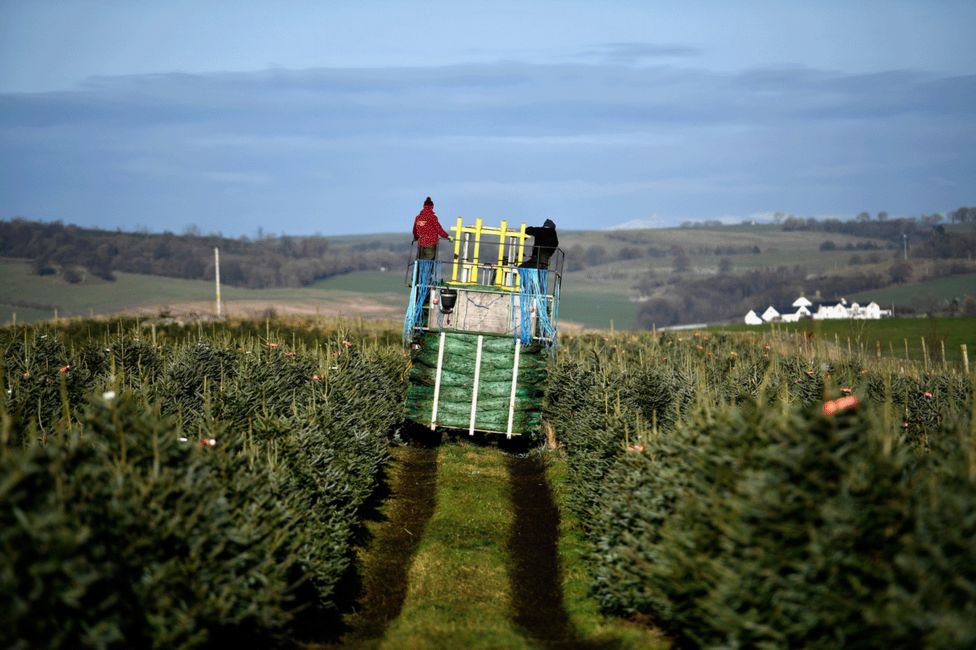 In pictures: Christmas tree crop ready - BBC News