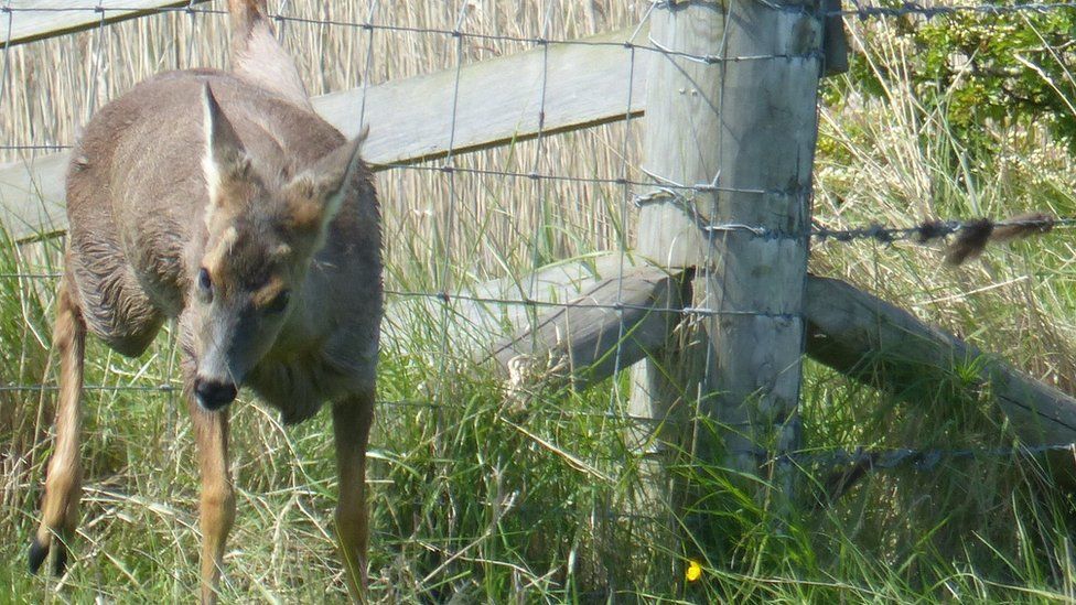 Injured deer at Spurn nature reserve sparks barbed wire removal - BBC News