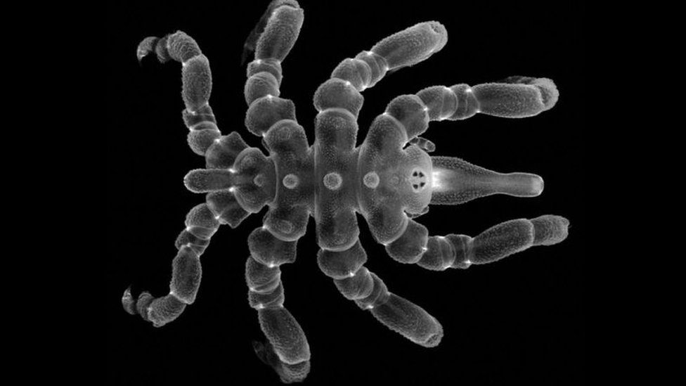 Meet the sea spiders who can re-grow their bottoms! - BBC Newsround