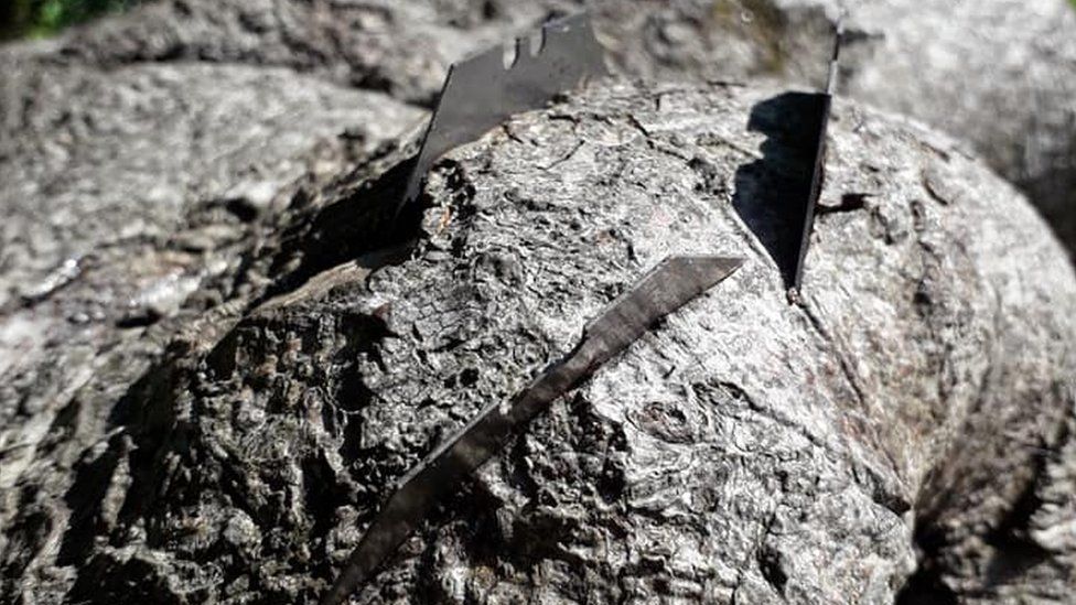 Bangor: Warning as razor blades found in tree in Castle Park - BBC News