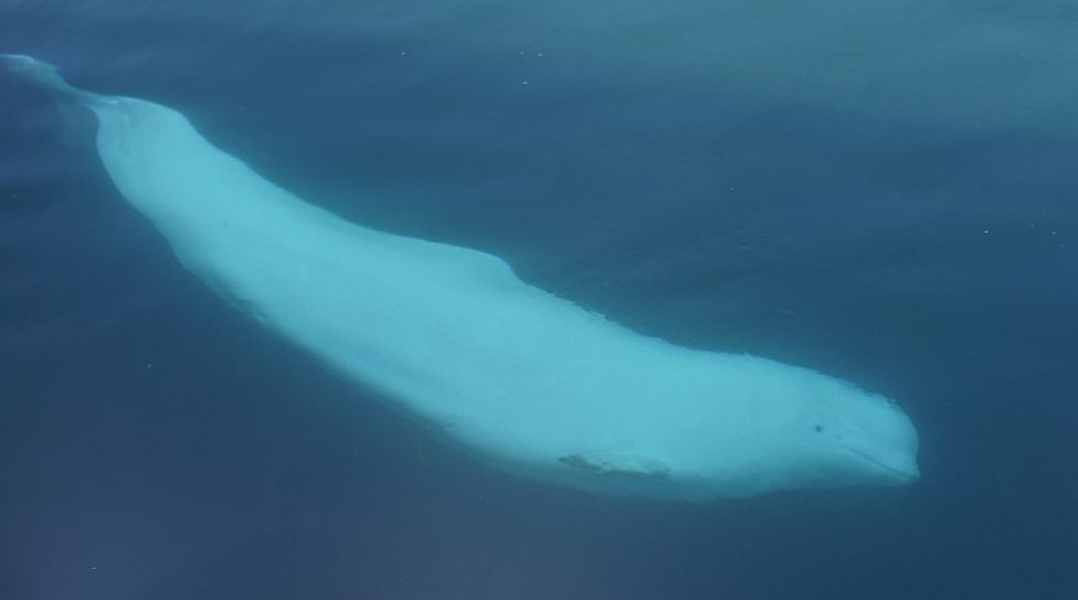 Hvaldimir: Seeking sanctuary for whale dubbed a Russian spy - BBC News