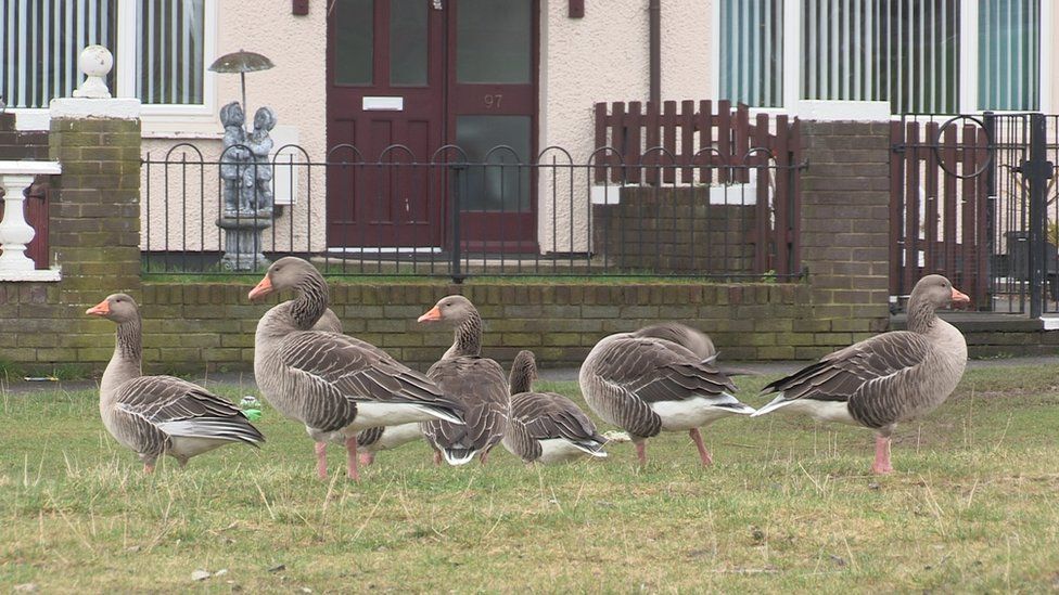 Belfast's Shankill geese thrive in housing estate - BBC News