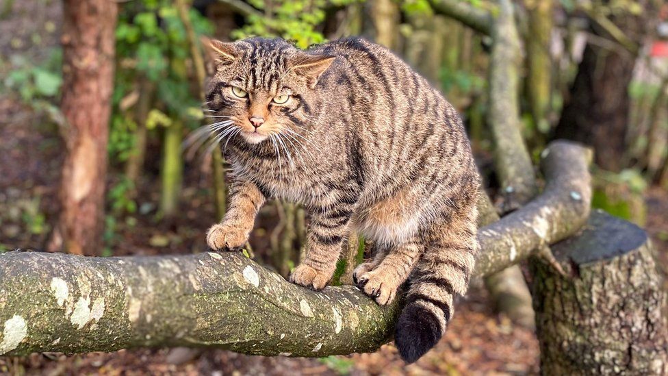 Zoo offers 'unique opportunity' to view Scottish wildcats - BBC News