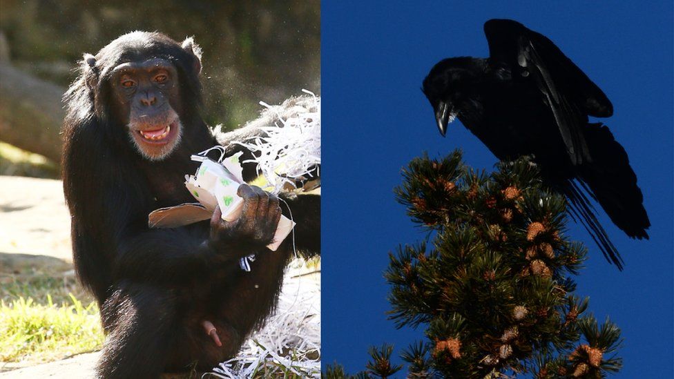Litter-picking crows in Sweden and other clever birds - BBC Newsround